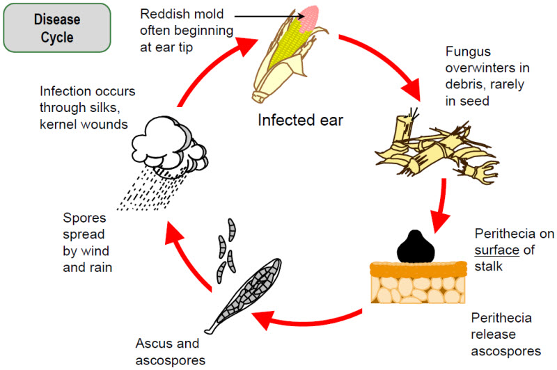 GIBBERELLA EAR ROT, MAIZE - USA: (OHIO)