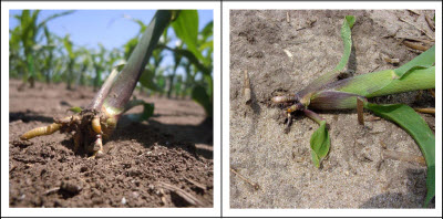 Planting Depth Effects on Corn Stand and Grain Yield | NEWS BLOG