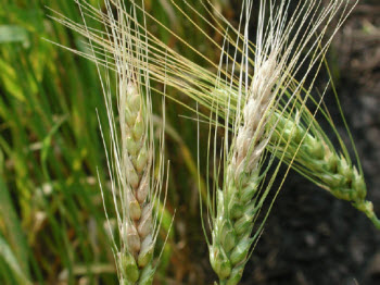 STRIPE RUST AND HEAD BLIGHT, WHEAT - CHINA