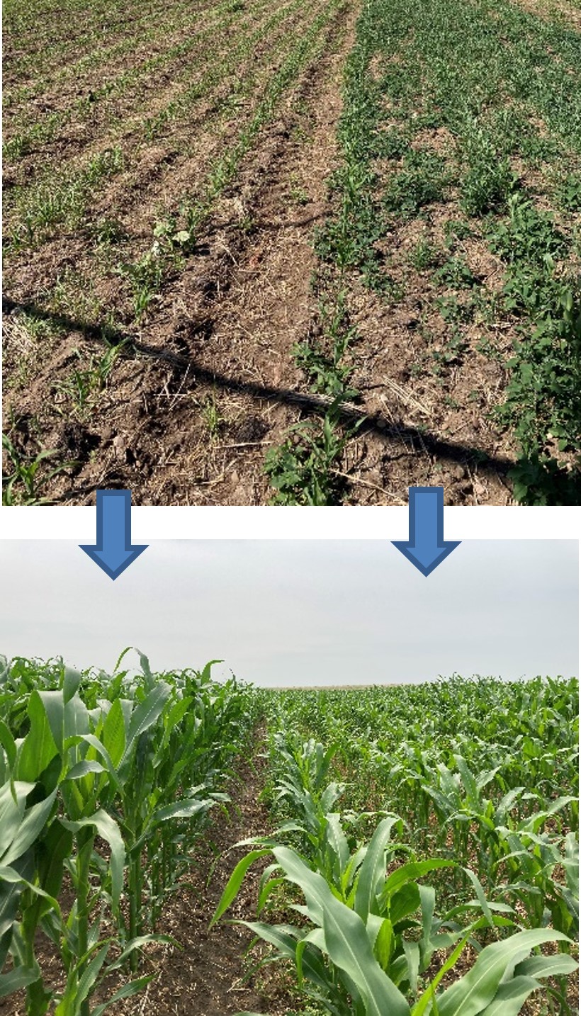 Critical Period of Weed Control in Corn | Pioneer Canada