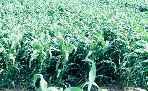 Wind Lodging Effects on Corn Growth and Grain Yield | Pioneer Seeds