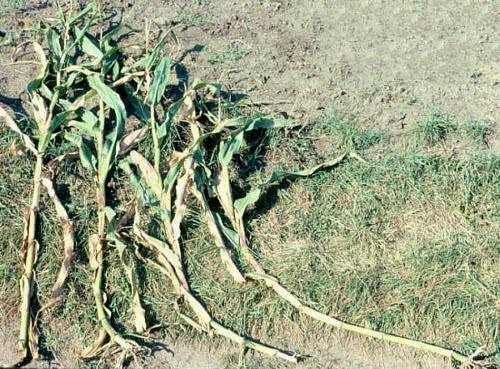 Wind Lodging Effects on Corn Growth and Grain Yield | Pioneer Seeds