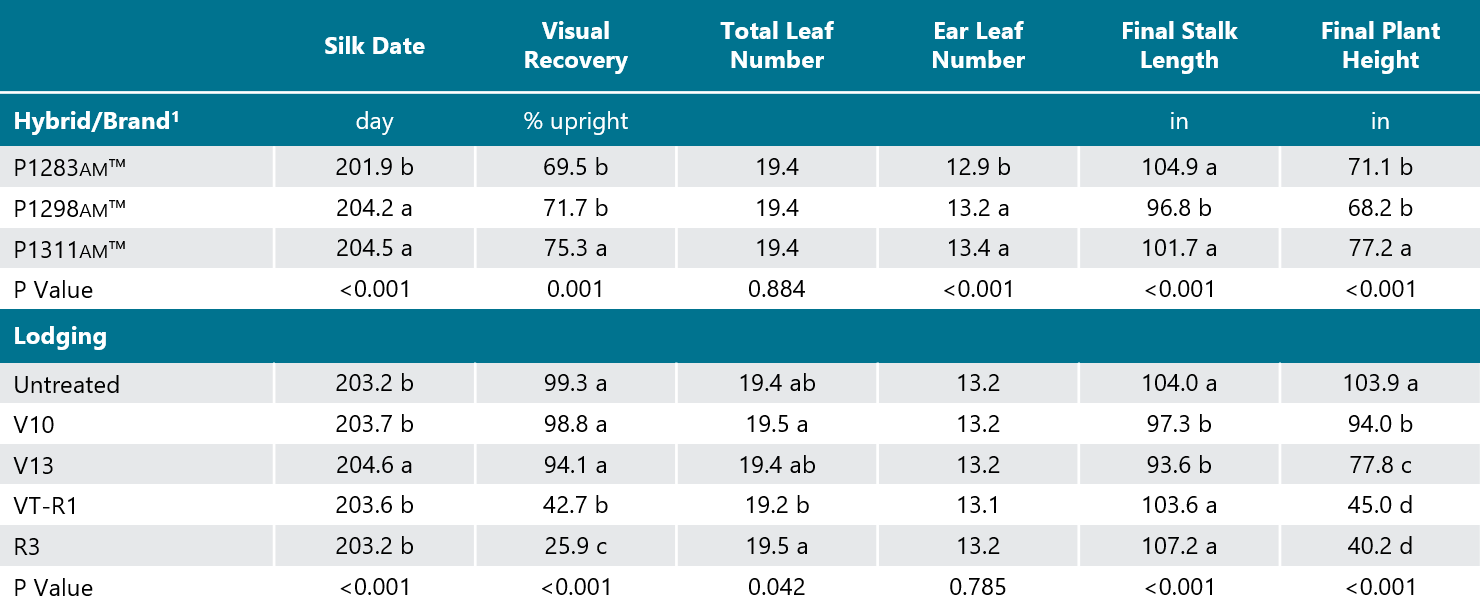 Has Corn Response to Root Lodging Changed Over Time? | Pioneer® Seeds