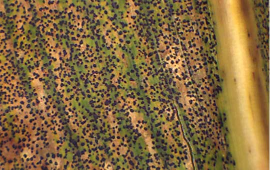 Tar Spot of Corn in the U.S. and Canada | Pioneer® Seeds