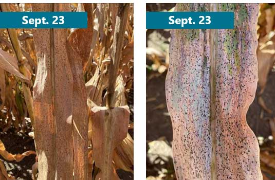 Tar Spot of Corn in the U.S. and Canada | Pioneer® Seeds