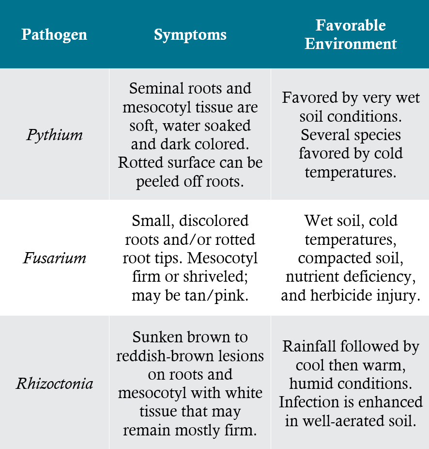 Seed and Seedling Diseases of Corn | Pioneer® Seeds
