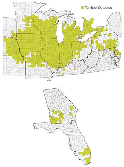 Tar Spot of Corn in the U.S. and Canada | Pioneer® Seeds