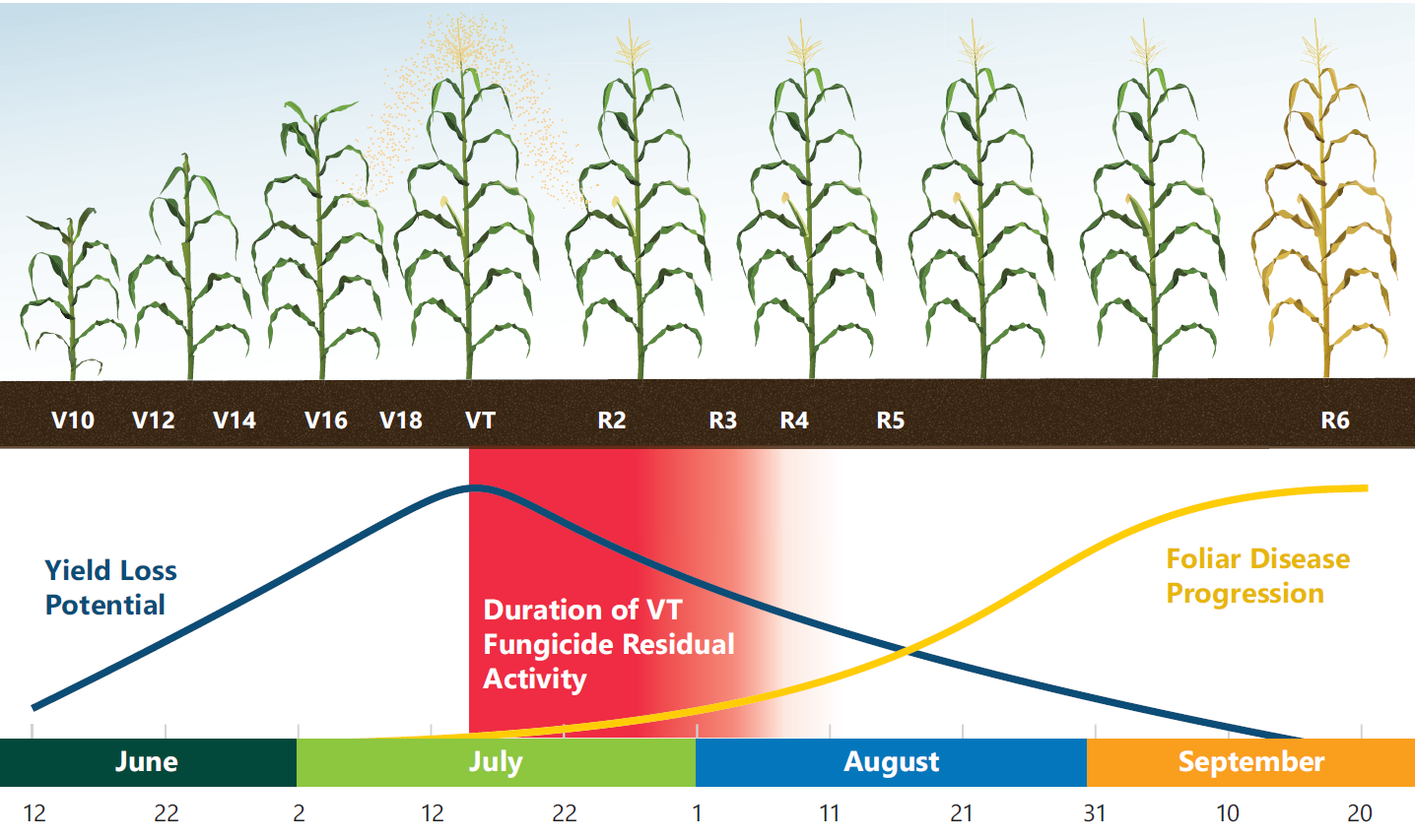 Fungicide Application Timing in Corn | Pioneer® Seeds