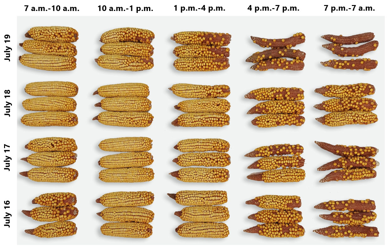 Timing of Pollen Shed in Corn | Pioneer® Seeds