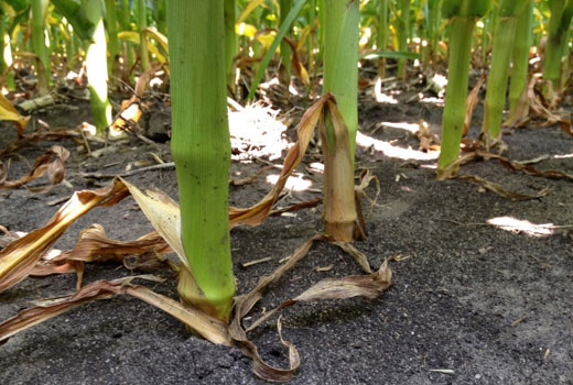 Corn Brace Roots | Pioneer® Seeds