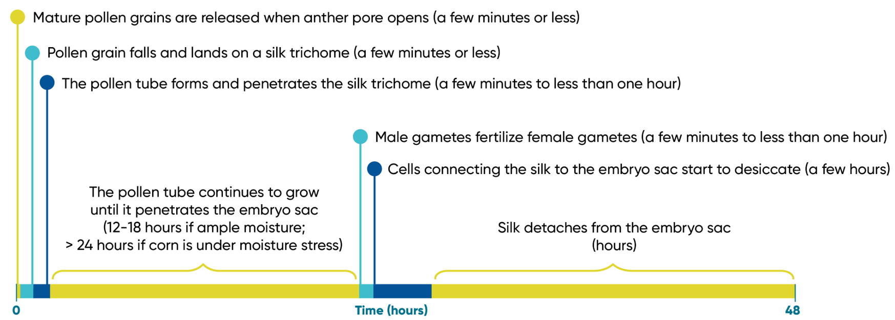 Pollination in Corn: Timeline of Key Steps | Pioneer® Seeds