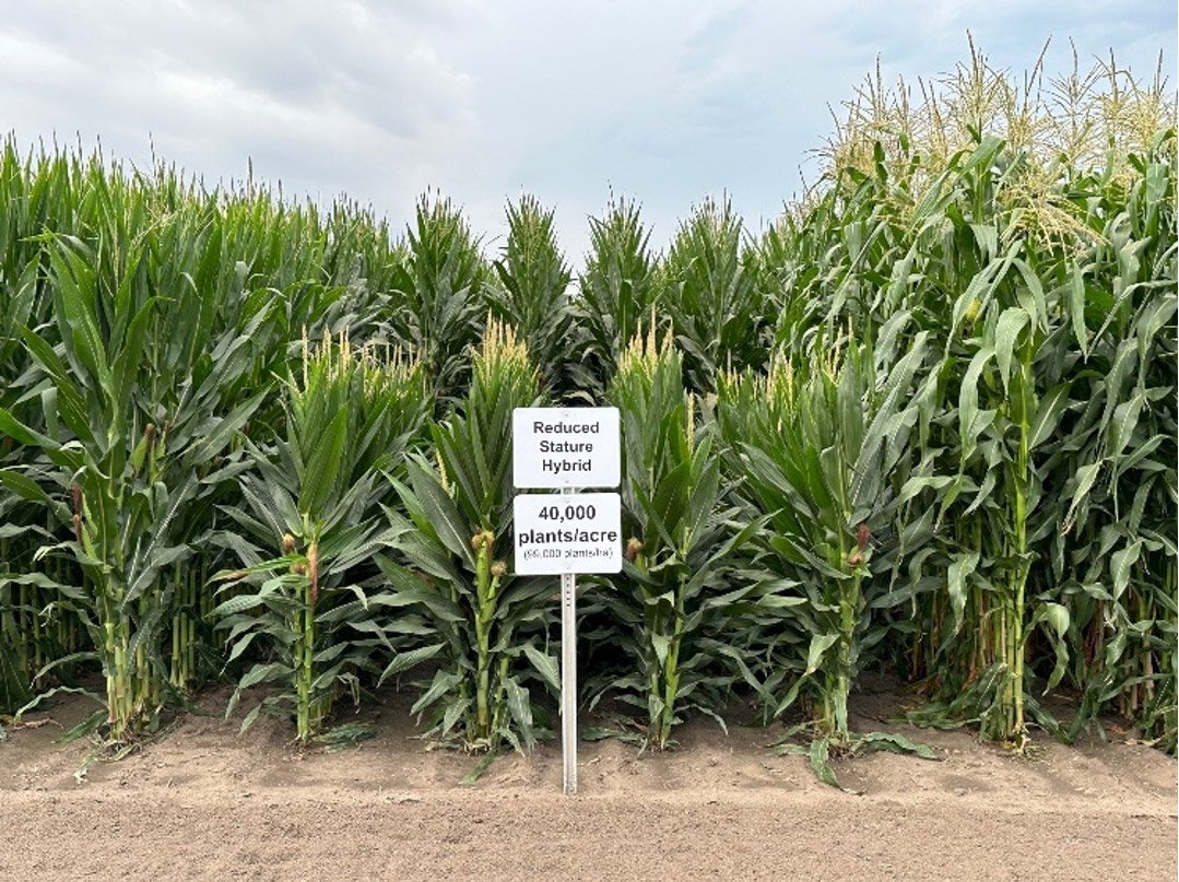 Exploring the Potential for Reduced-Stature Corn | Pioneer® Seeds