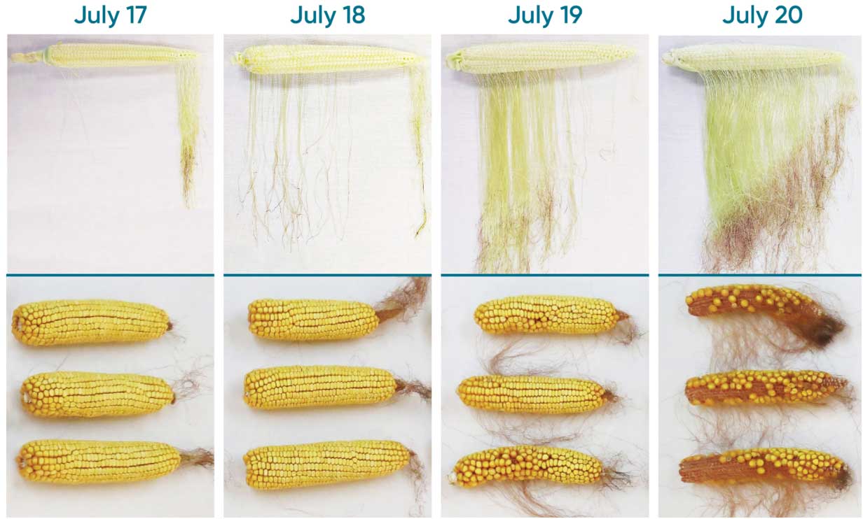 Pollination in Corn: Timeline of Key Steps | Pioneer® Seeds