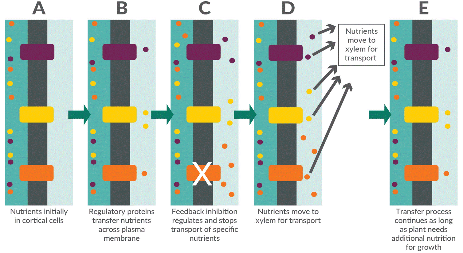 How Corn Plants Regulate Nutrient Uptake | Pioneer® Seeds