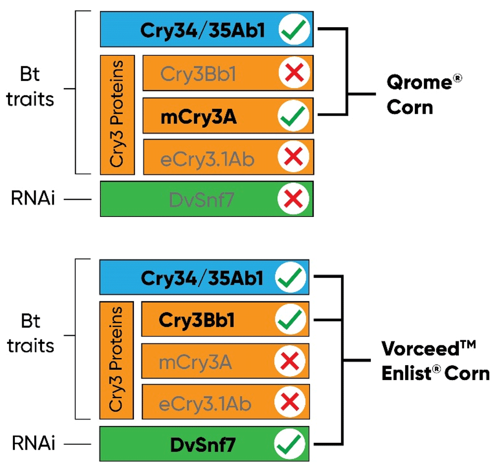 Field Performance of Vorceed® Enlist® Corn Rootworm Traits: 2020-2023 ...