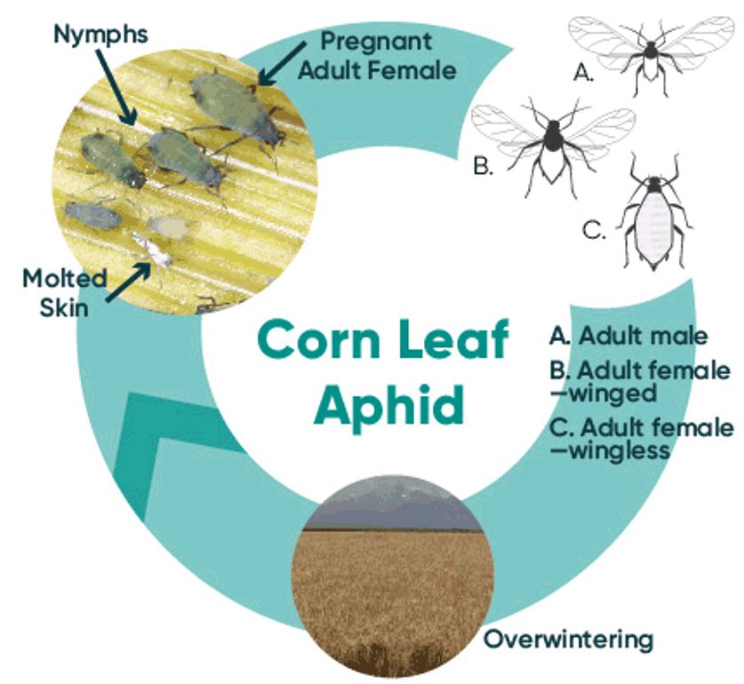Corn Leaf Aphid | Pioneer® Seeds