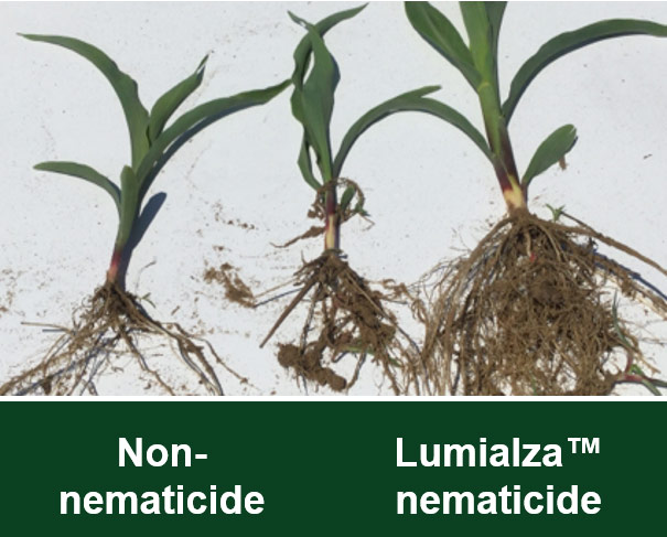 Corn Nematodes – More Common than You Think! | Pioneer Seeds