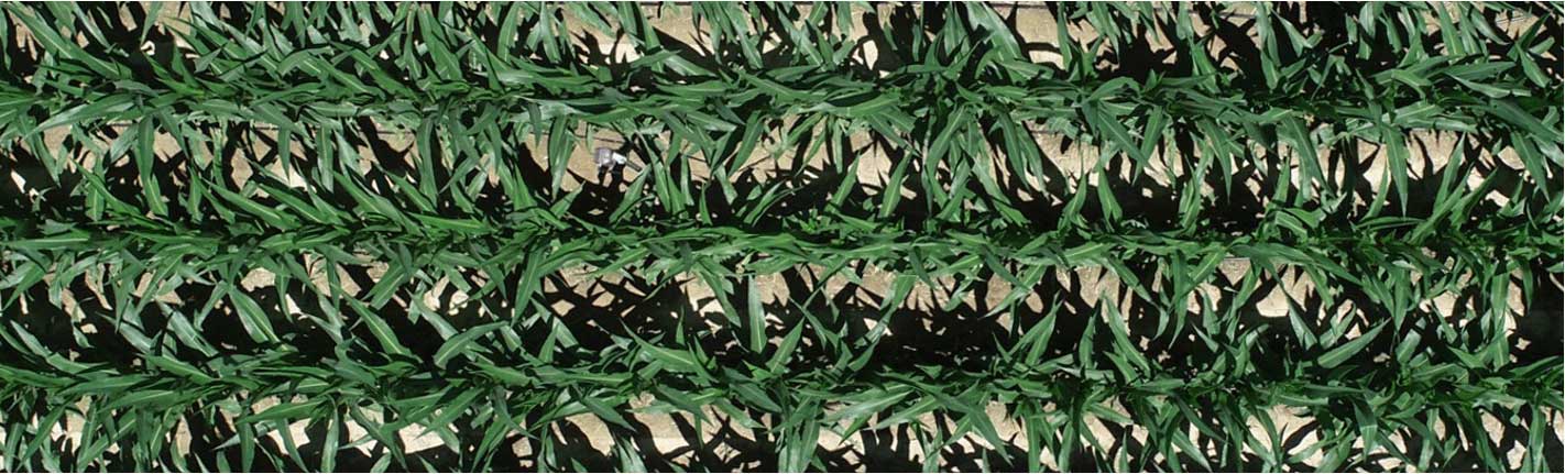 Effects of Seed Orientation at Planting on Corn Growth | Pioneer® Seeds