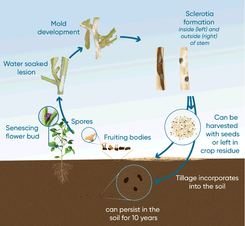 White Mold Management in Soybeans | Pioneer® Seeds
