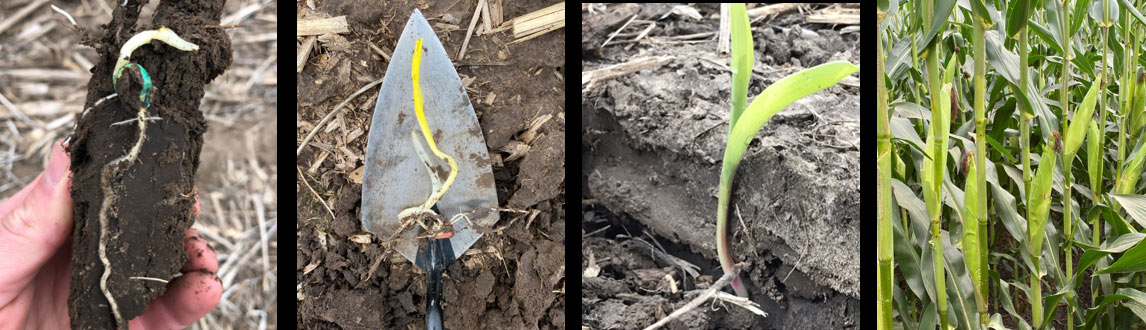 Pro Farmer Midwest Crop Tour - 2021 | Day 1 | Pioneer® Seeds