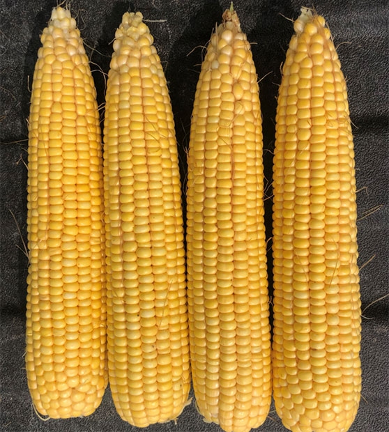 Pro Farmer Midwest Crop Tour - 2021 | Day 3 | Pioneer® Seeds