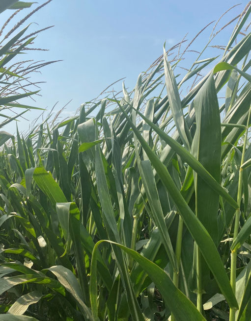 Pro Farmer Midwest Crop Tour - 2021 | Day 3 | Pioneer® Seeds