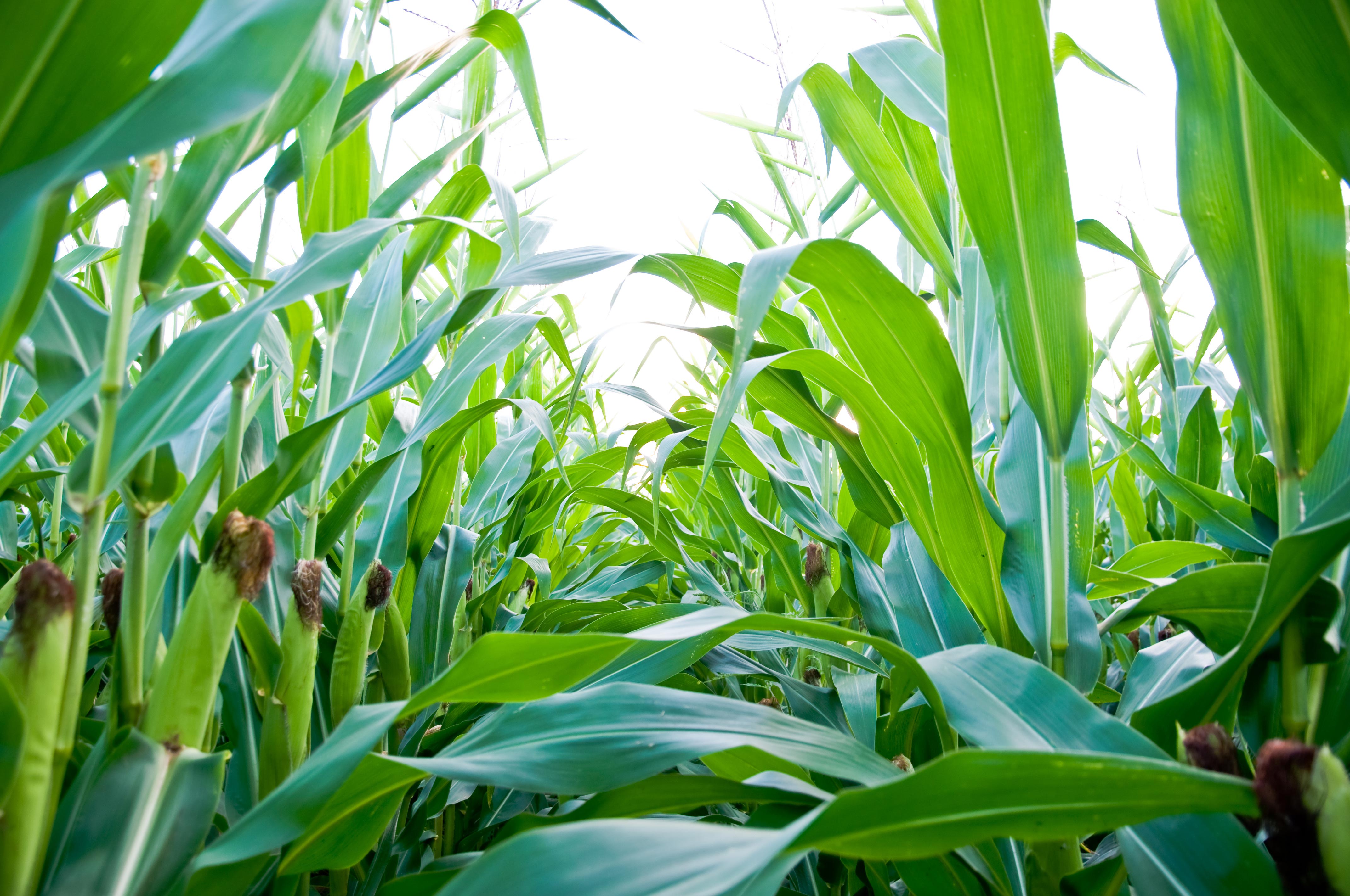 Corn Nitrogen Utilization | Pioneer® Seeds