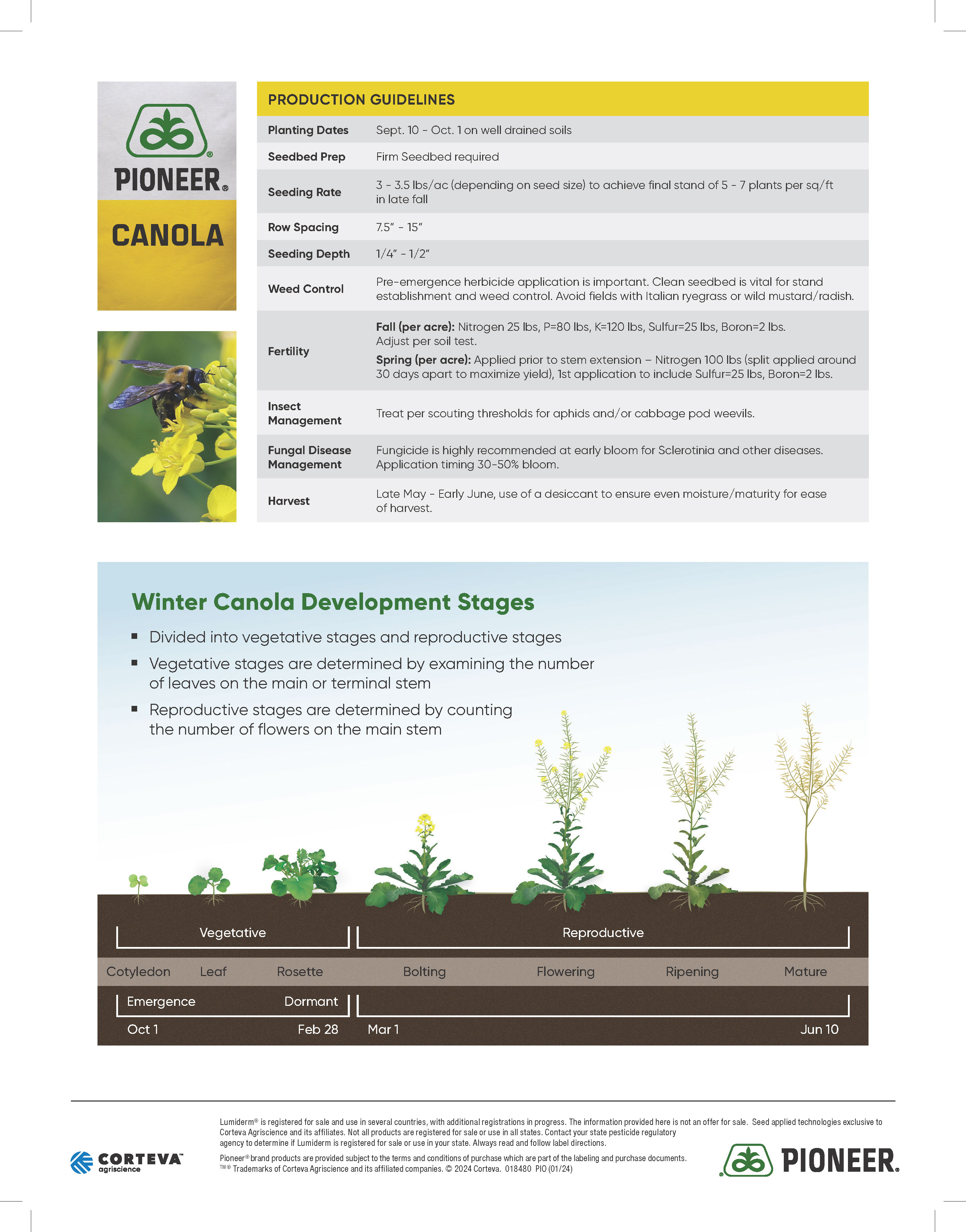 Pioneer Winter Canola Hybrids | Product Sheet | Pioneer® Seeds