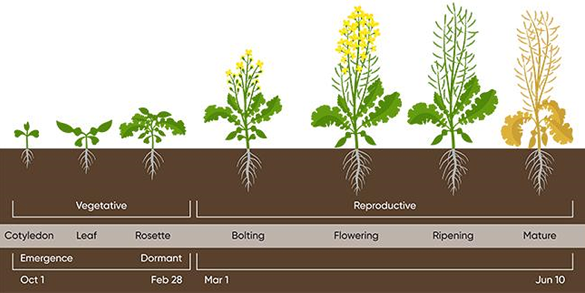 Winter Canola Program FAQs | Pioneer® Seeds