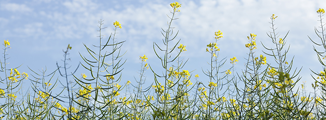 6 Reasons You Should Grow Winter Canola | Pioneer® Seeds