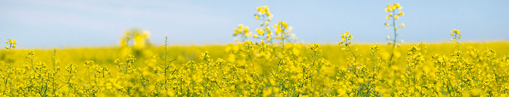 Winter Canola Program | Pioneer® Seeds
