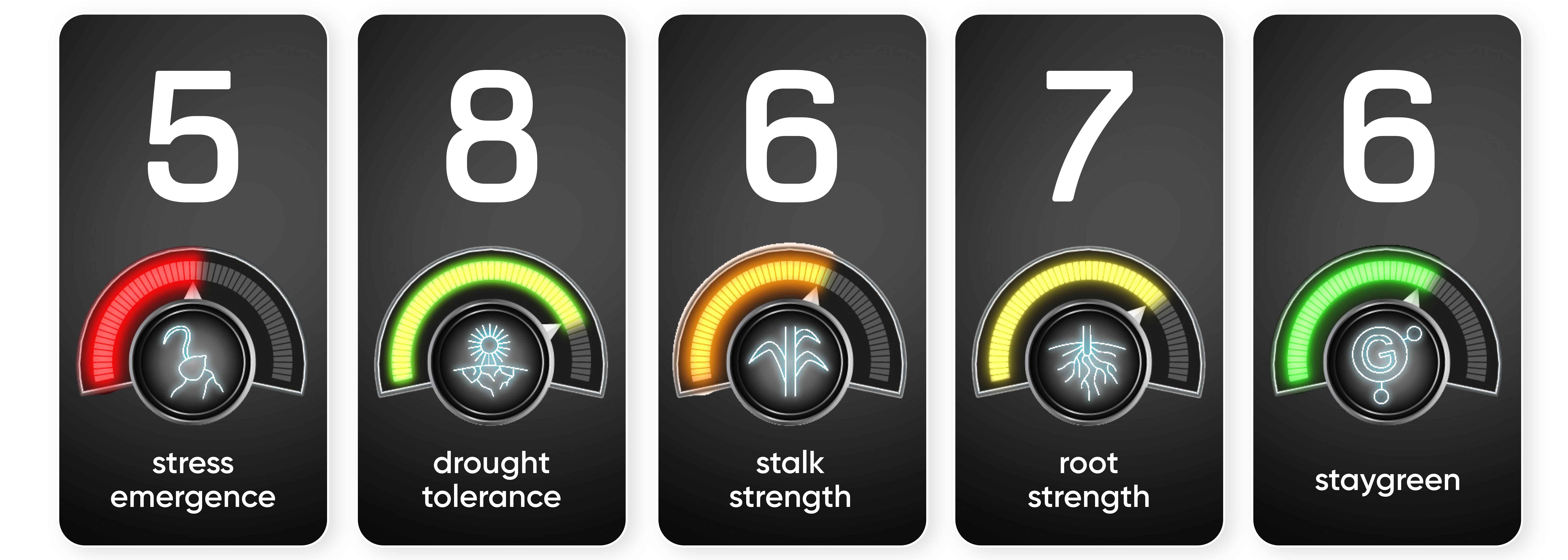 Pioneer Roundup Ready Corn