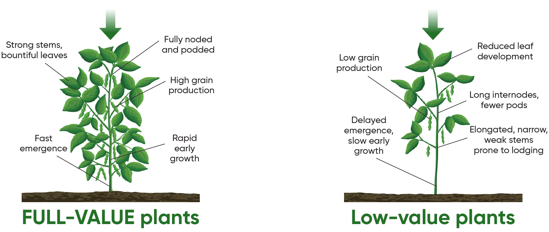 Explore Seed Treatment Options | Pioneer® Seeds